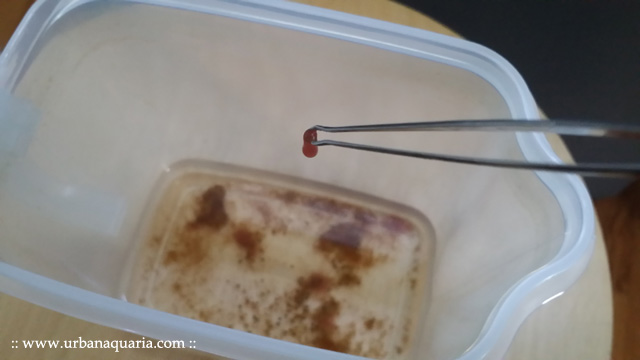 Live Foods - Microfex / Dero Worms Culture