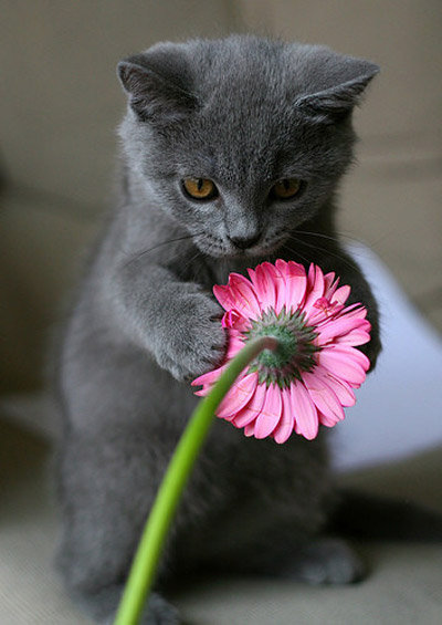funny flowers : Free Funny photo