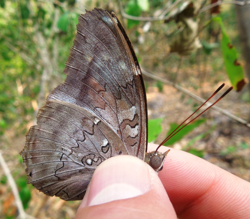 Laguna de Apoyo, Nicaragua: Brushfoot Butterlies (Nymphalidae): Mariposa!
