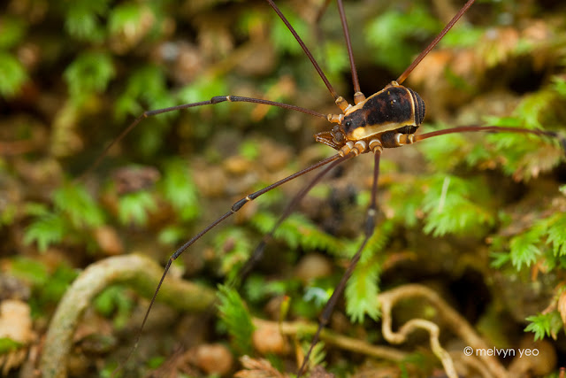 Melvyn's Photography: Harvestman, Opiliones