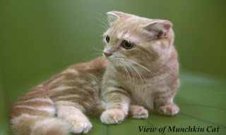 Cats Gallery: Basic Information of Munchkin Cat