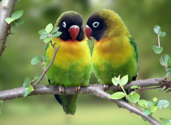 Amazing Lovebirds : Love Bird Information and Pictures | Most ...