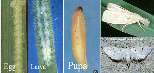 Nature and Farming: Rice Production: Chapter 10 - Insect pests of rice
