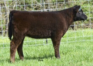 RCC Blog: Fu Man Chu and Maternal Perfection Calves Selling May 3rd