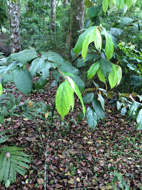 Pohon Bayur:Pterospermum javanicum Bayur ~ Cintapohonku