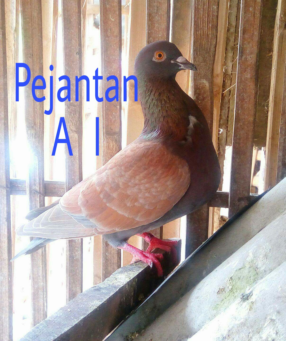 Merpati kolong, Merpati Tinggian, Merpati Tomprang, Merpati Kentong