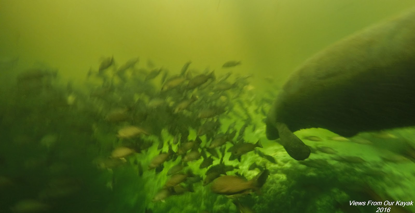 Views From Our Kayak: Hospital Hole (Weekie Wachee River)