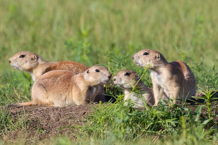 Son Los Perritos De Las Praderas Lo Mismo Que Las Ardillas De Tierra