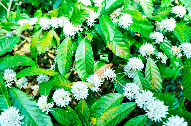Meriyanda Nature Lodge- Coorg: Coffee Blossoms at Coorg