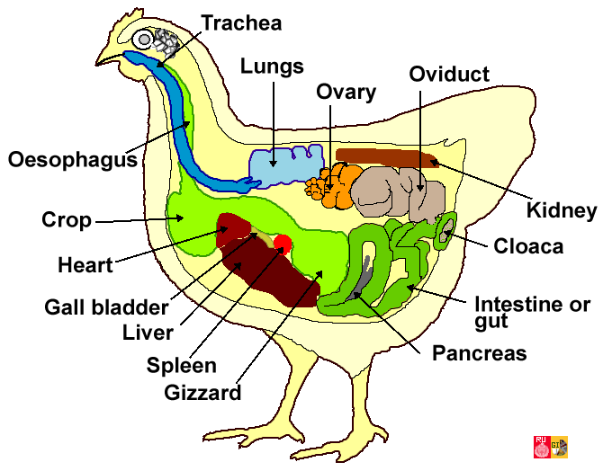 Evolutiebiologie: Eieren in vroege vogels