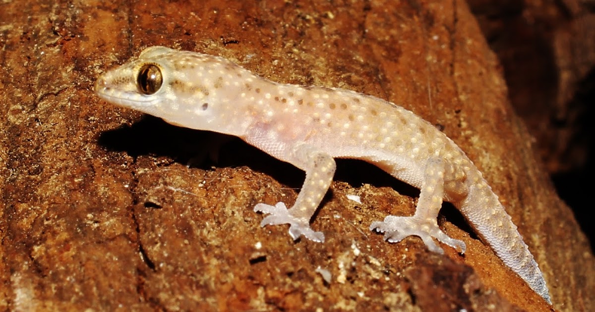 Biodiversity of Cyprus by NGO Protection of the Natural Heritage and ...