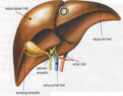 Fungsi Hati Manusia | Pustaka Pandani