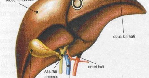 Fungsi Hati Manusia | Pustaka Pandani