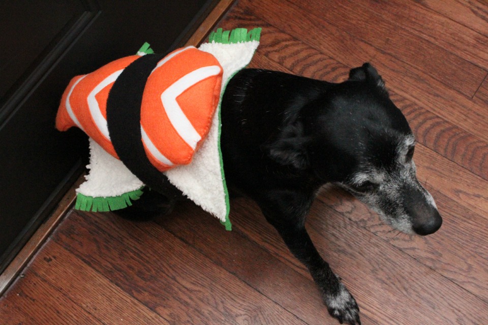 EAT+SLEEP+MAKE: DIY Sushi Costume for a Dog