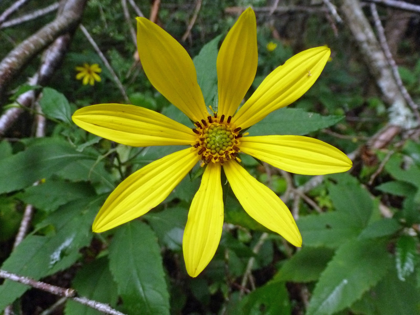The Continuing Adventures of Eric, Noelle and Sierra: Cherokee National ...