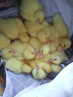 Mahat Terhebat Farm: Penternakan Itik Muscovy / Itik Nila / Itik Serati