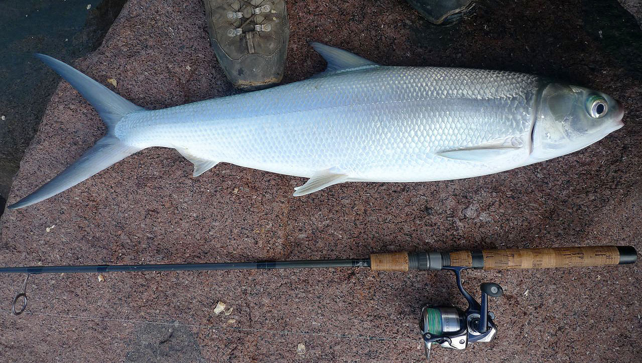 Bangus Belly Fillet Easy Recipe Try At Home! | Indonesia Milkfish ...
