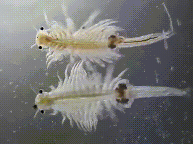 The Glass Character: Sea-Monkeys: so eager to please