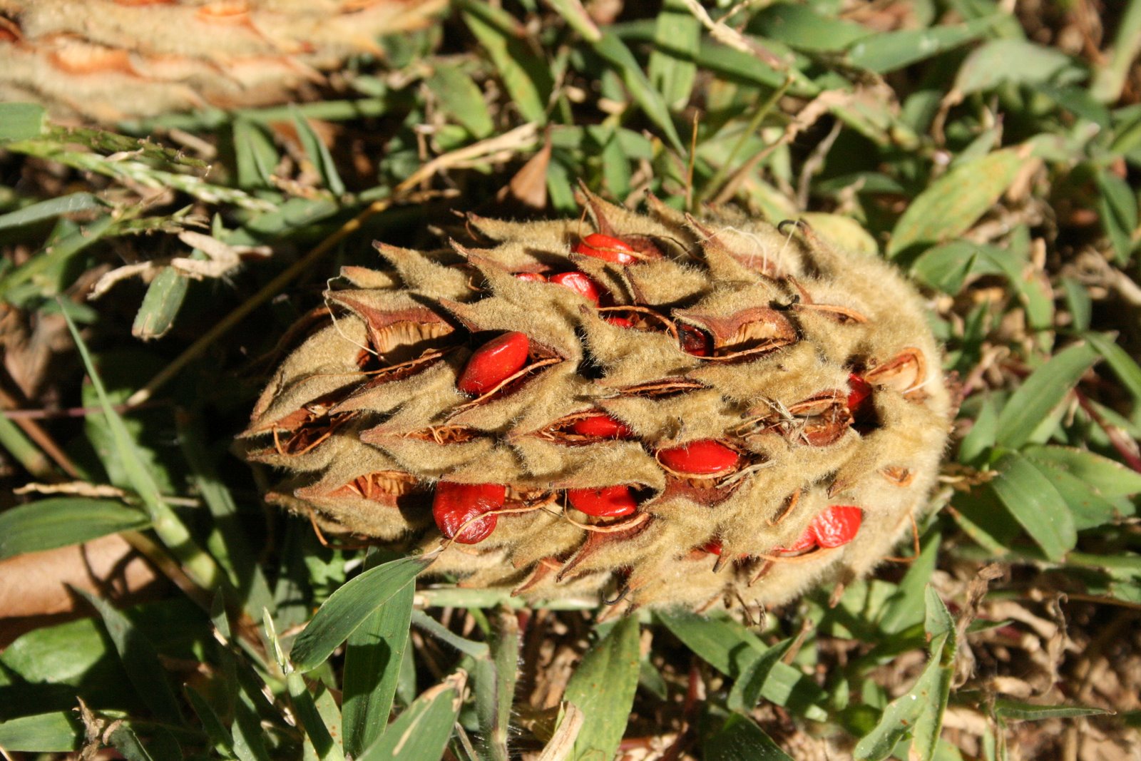 South Englishtown Gazette: Seeing Red