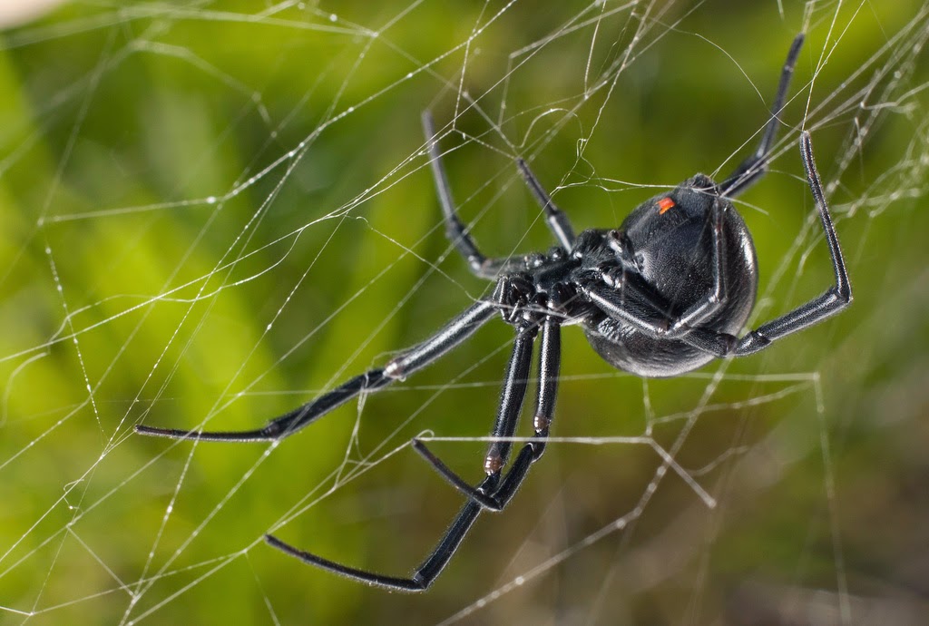Biodiversity of British Columbia: New 2014 Spiders of British Columbia ...