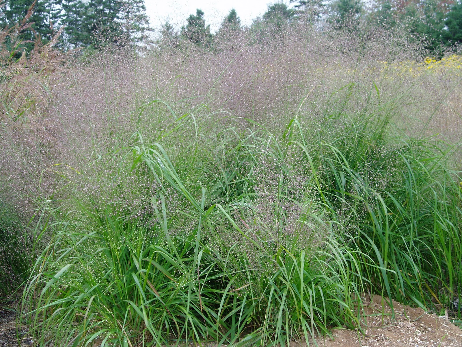 Lovegrass Farm: Fall Photos of Our Ornamental Grasses at Lovegrass Farm