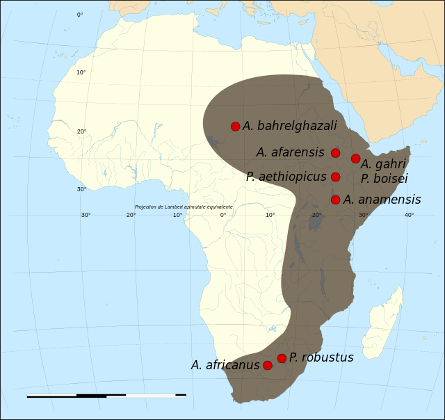 La Prehistoria: Els austrolopithecus