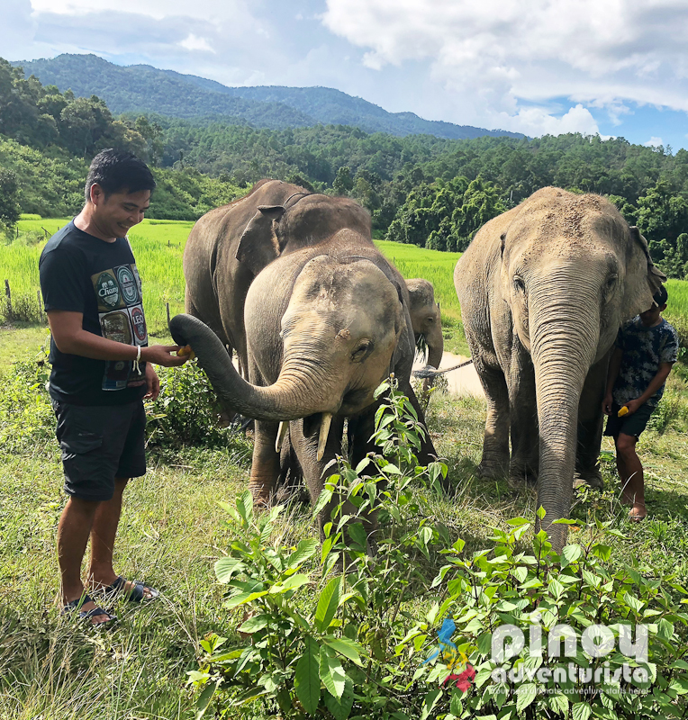CHIANG MAI: Elephant Pride Sanctuary Experience in Thailand | Blogs ...