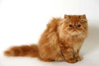 Les chats: Le Persan