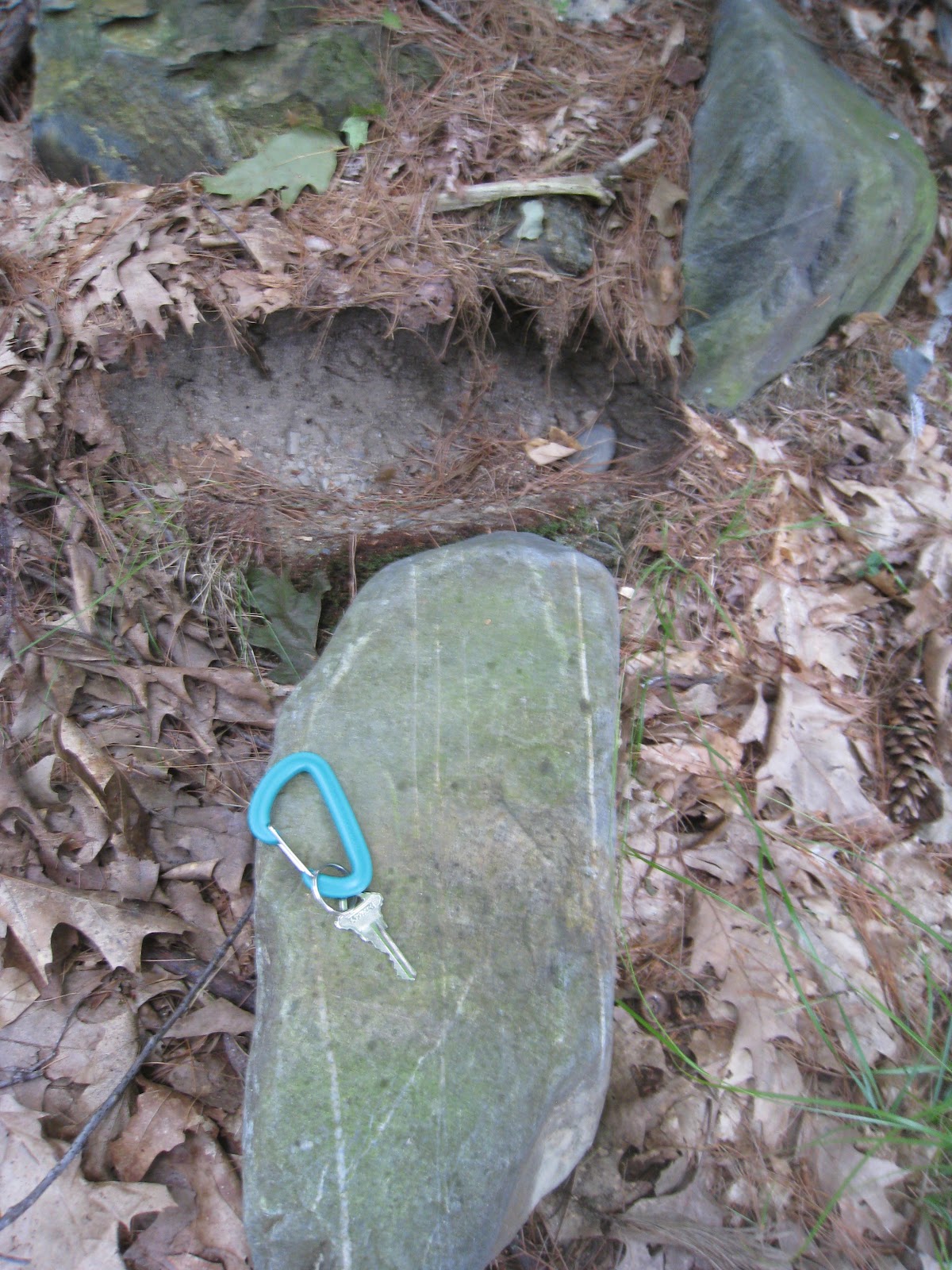 Animal Trackers of New England: Bear Sign?