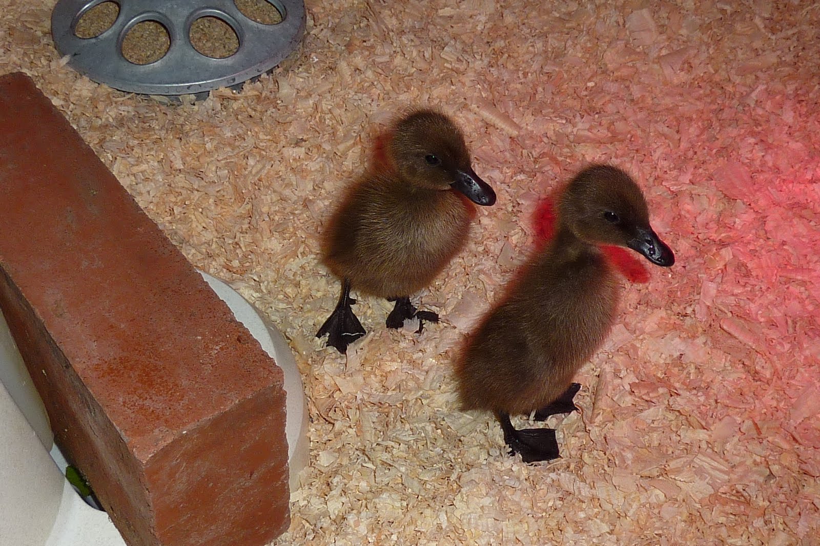 BE-ing Rooted: a Practice in Essential Living: April 2011