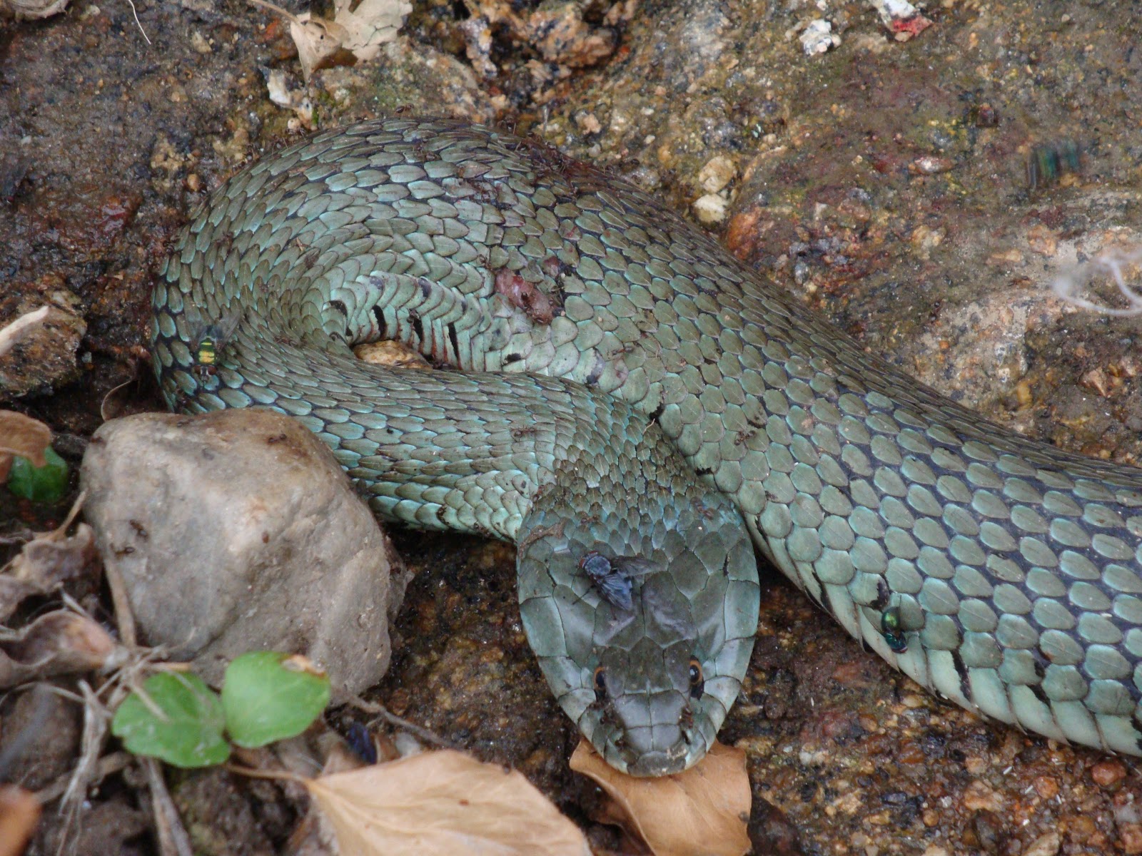 Bichos y plantas de la Vera.: El culebrón del verano...