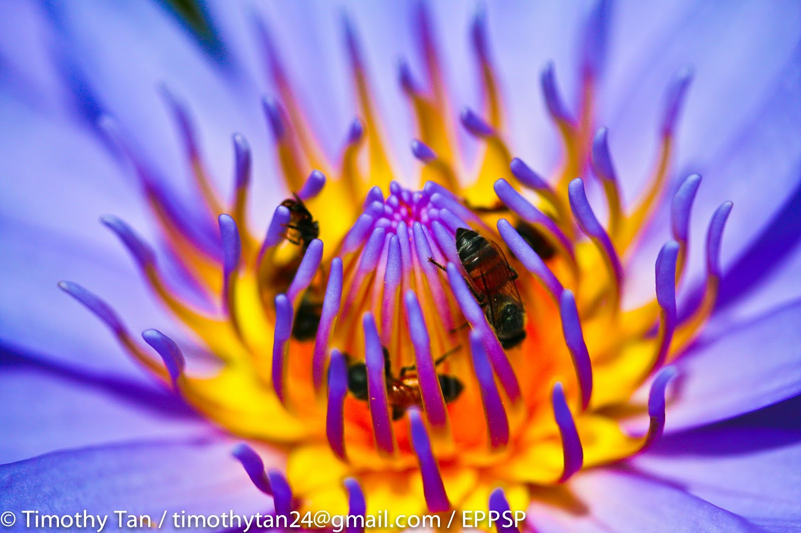 Indonesia, Bali - Photographing Flowers and Insects