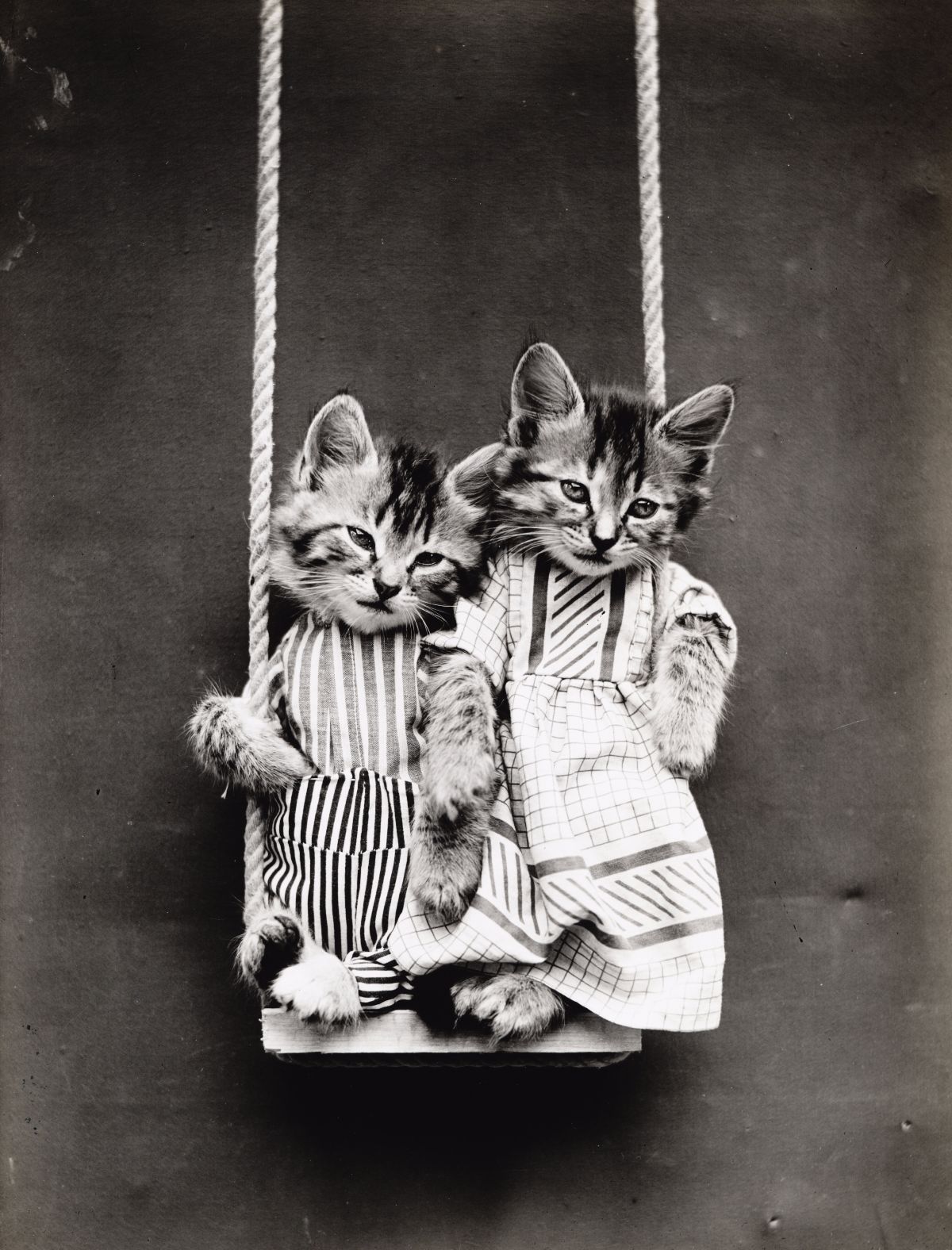 Vintage LOLcats: Adorable Old-Timey Photos of Cats Dressed As People ...
