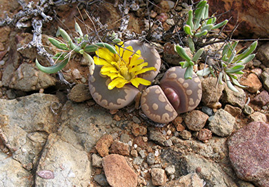 HOW TO GROW LITHOPS INDOORS |The Garden of Eaden