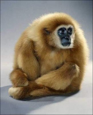 Ekspresi lucu Monyet / Funny Monkey's Expression - steycool blog