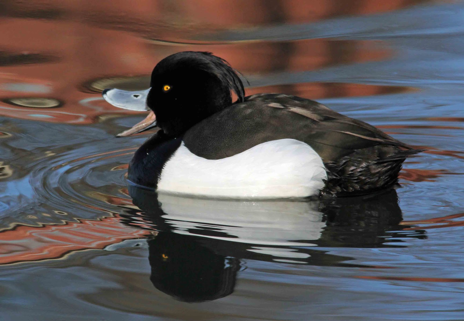 OSLO BIRDER: A varied and productive day