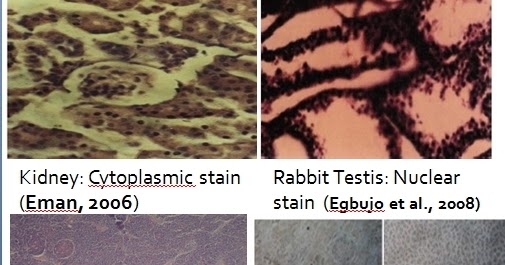 Histopathology Lessons, Research And Resources: 11 Natural Dyes Used As ...