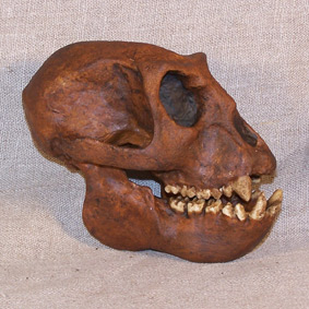 Meganthropus Paleojavanicus - Legend of Study