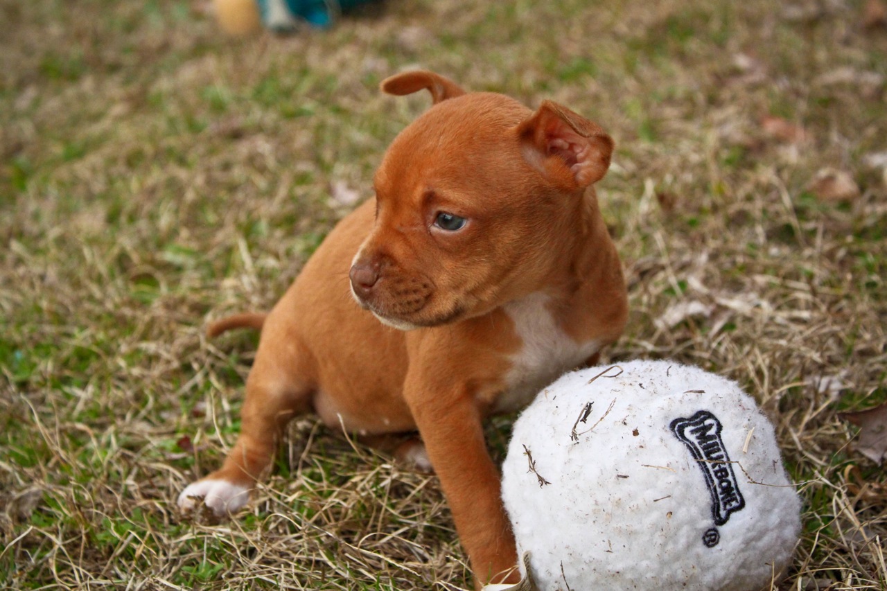 Adopt Me the Pocket Pittie: Counting The Hours Until My Fosters Come
