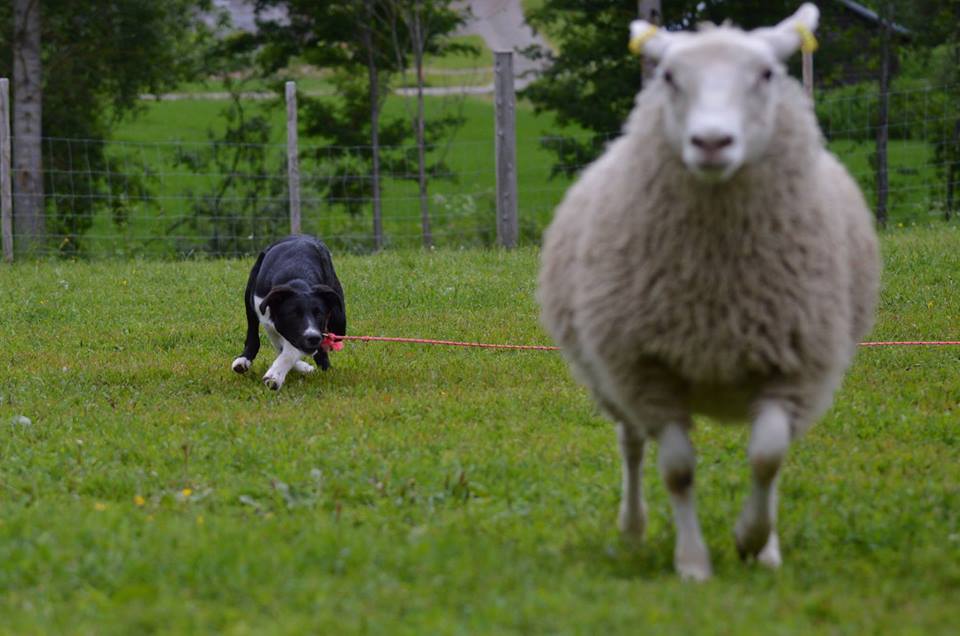 Pohjois-Karjalan Lampurit ry: Paimenkoiratapahtumia Pohjois-Karjalassa