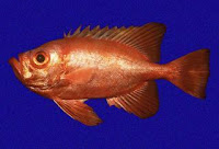 Something FISH-y about it