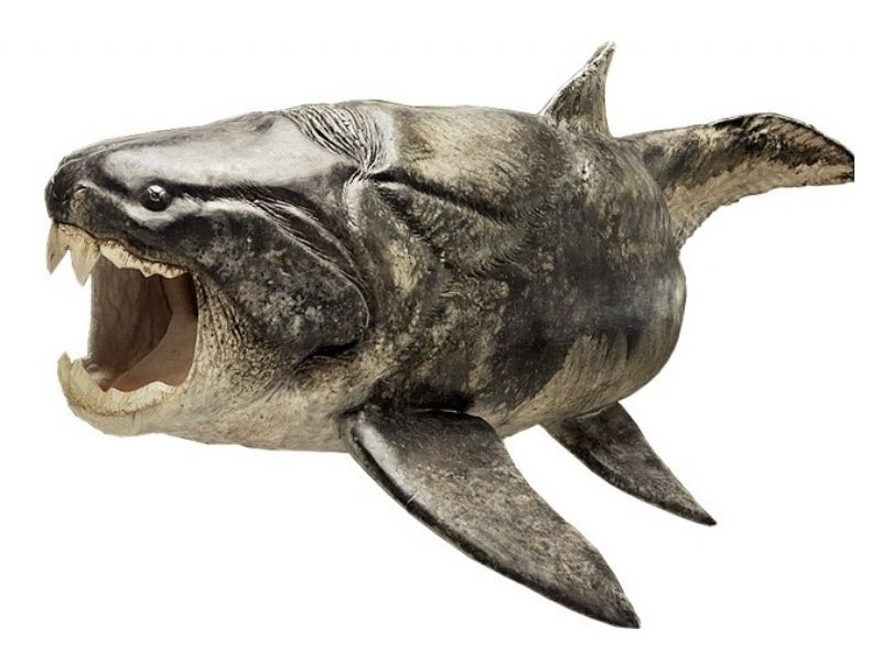 SEPAq - Secretaria de Estado de Pesca e Aquicultura: Conheça o peixe ...