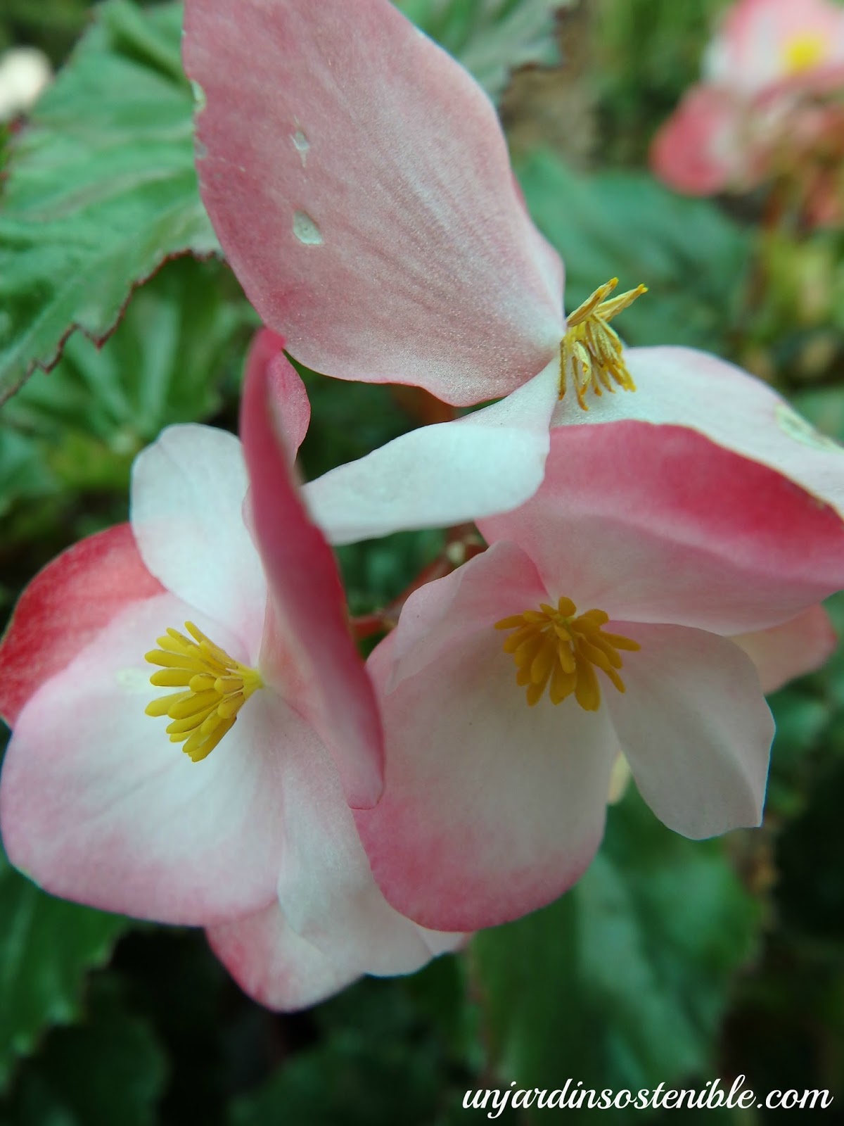 Begonia rosa Richmondensis (Begonia)