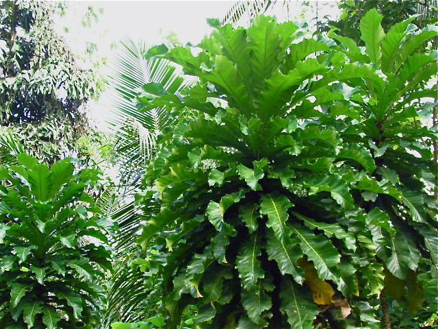 1784: Philippine Tree of the Month: Niog-niogan