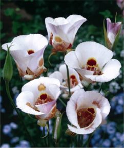 Simple Blue: Spring Bulbs