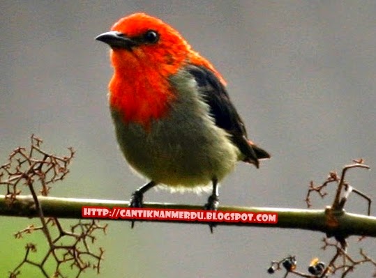 Budidaya Burung: Mengenal burung Cabe jawa / Kemade / Ndas abang jantan ...