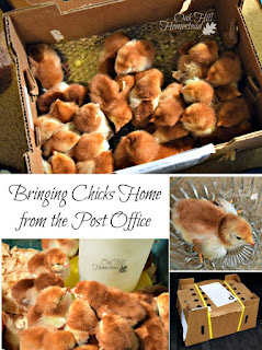 Bringing Chicks Home from the Post Office - Oak Hill Homestead