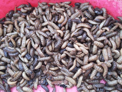 2 Cara Budidaya Maggot Paling Mudah Untuk Pakan Ikan