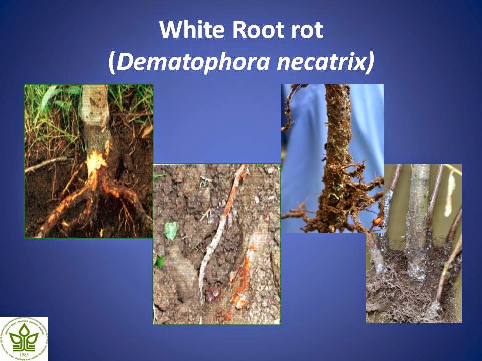 Farmers Club: Apple Tree Diseases: White Root Rot