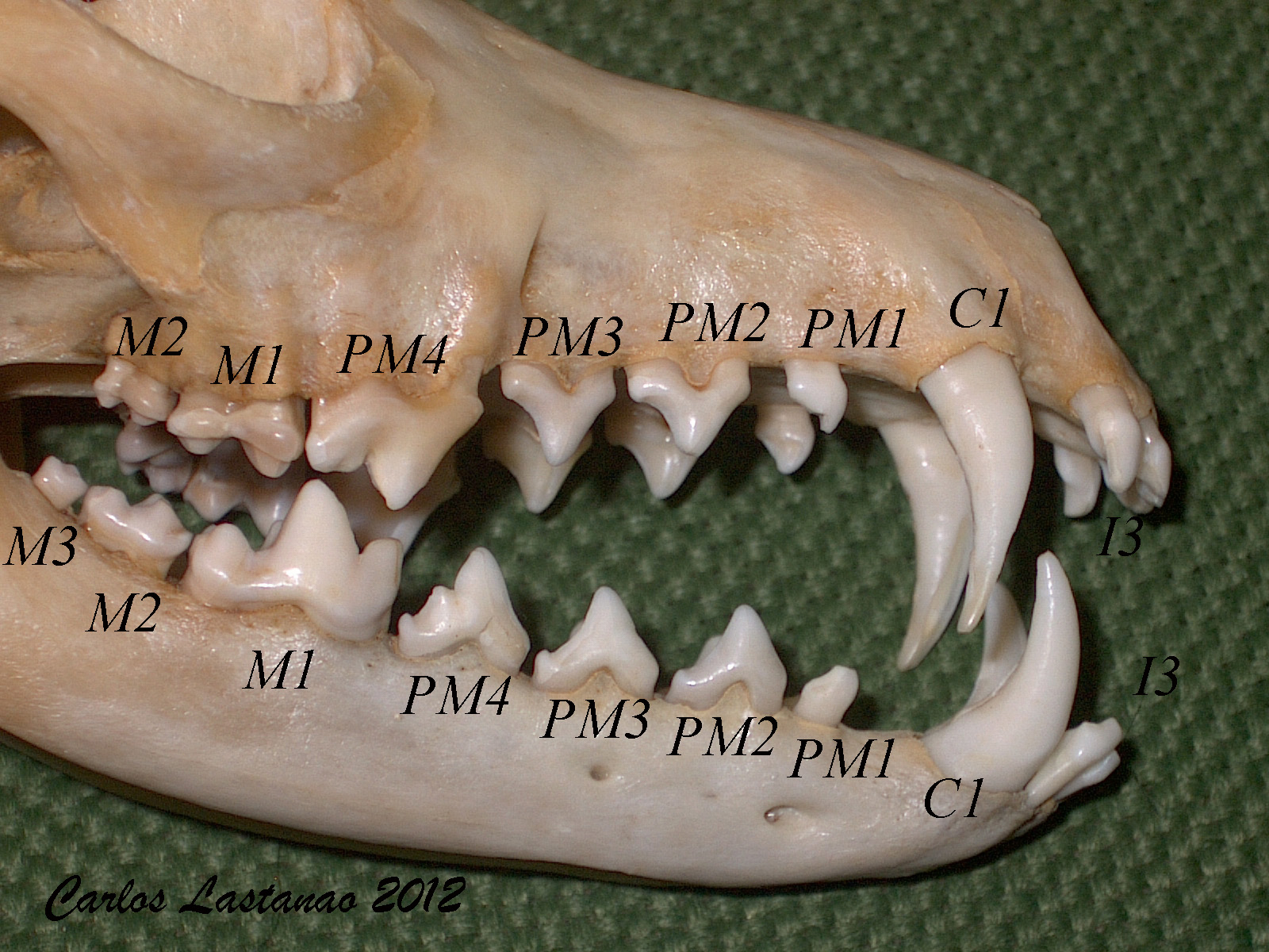 EL GRUMETE DEL BEAGLE: Los dientes de los mamíferos. Cánidos